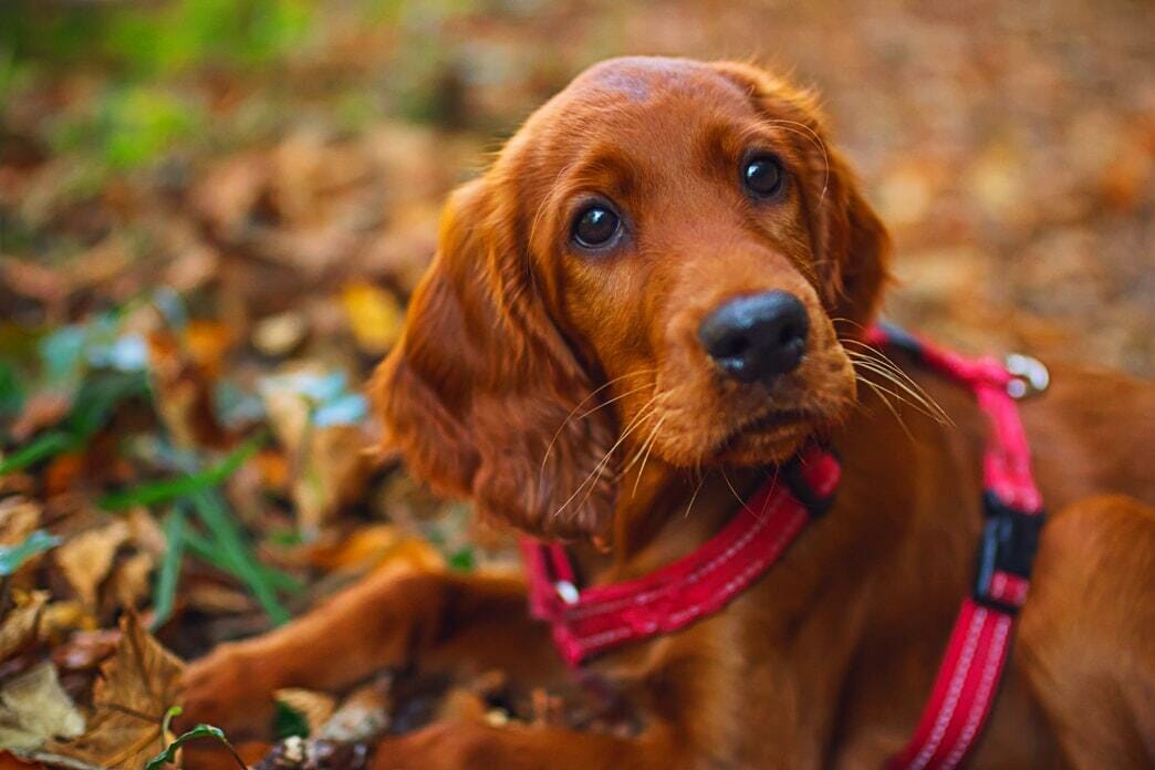 6 Kinds of Dogs Like Golden Retriever | KamCord