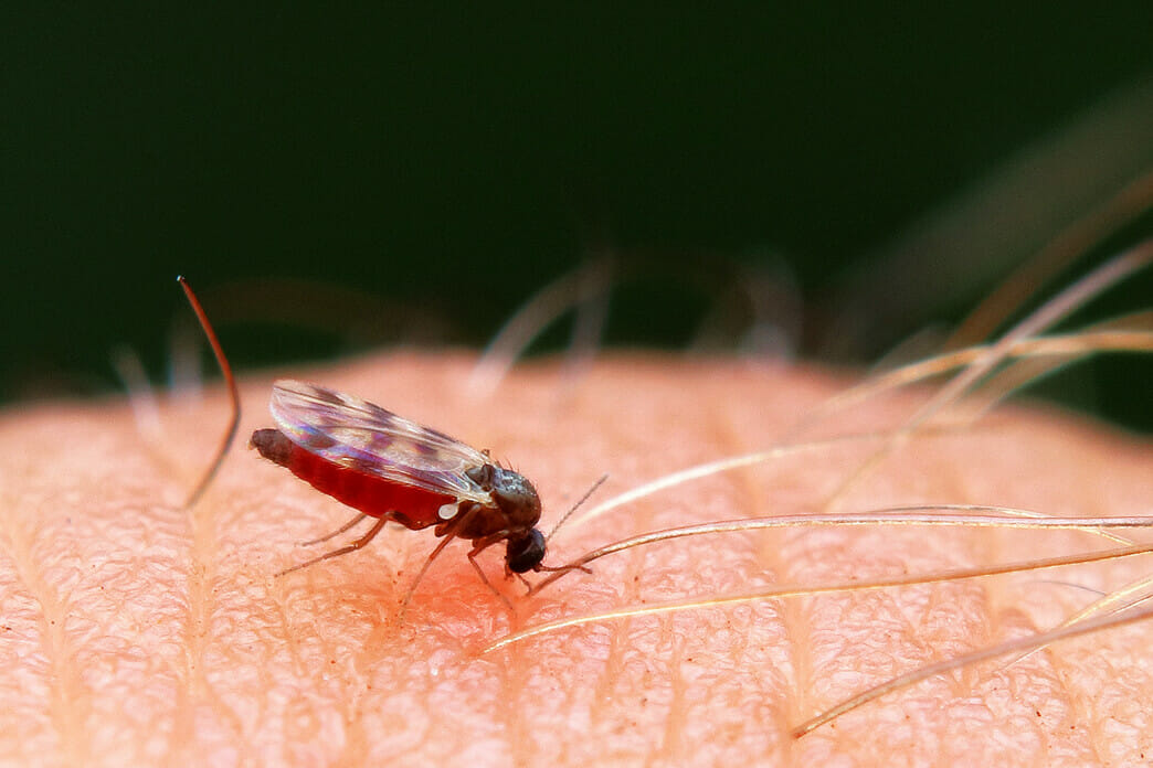 All You Need to Know About How to Prevent Gnats | KamCord