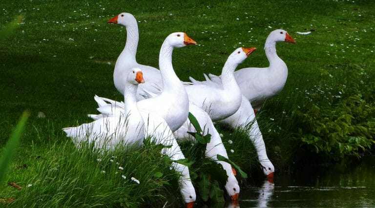 Eight Ways to Stop Geese From Pooping in Yard | KamCord